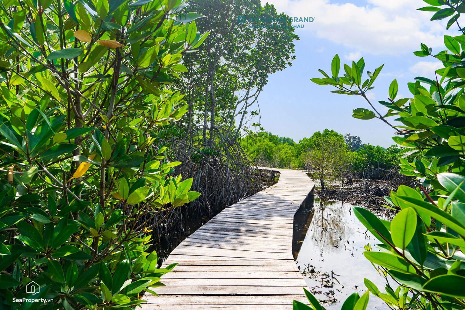 Lagoona Bình Châu ẩn mình giữa rừng đước trăm tuổi quý hiếm